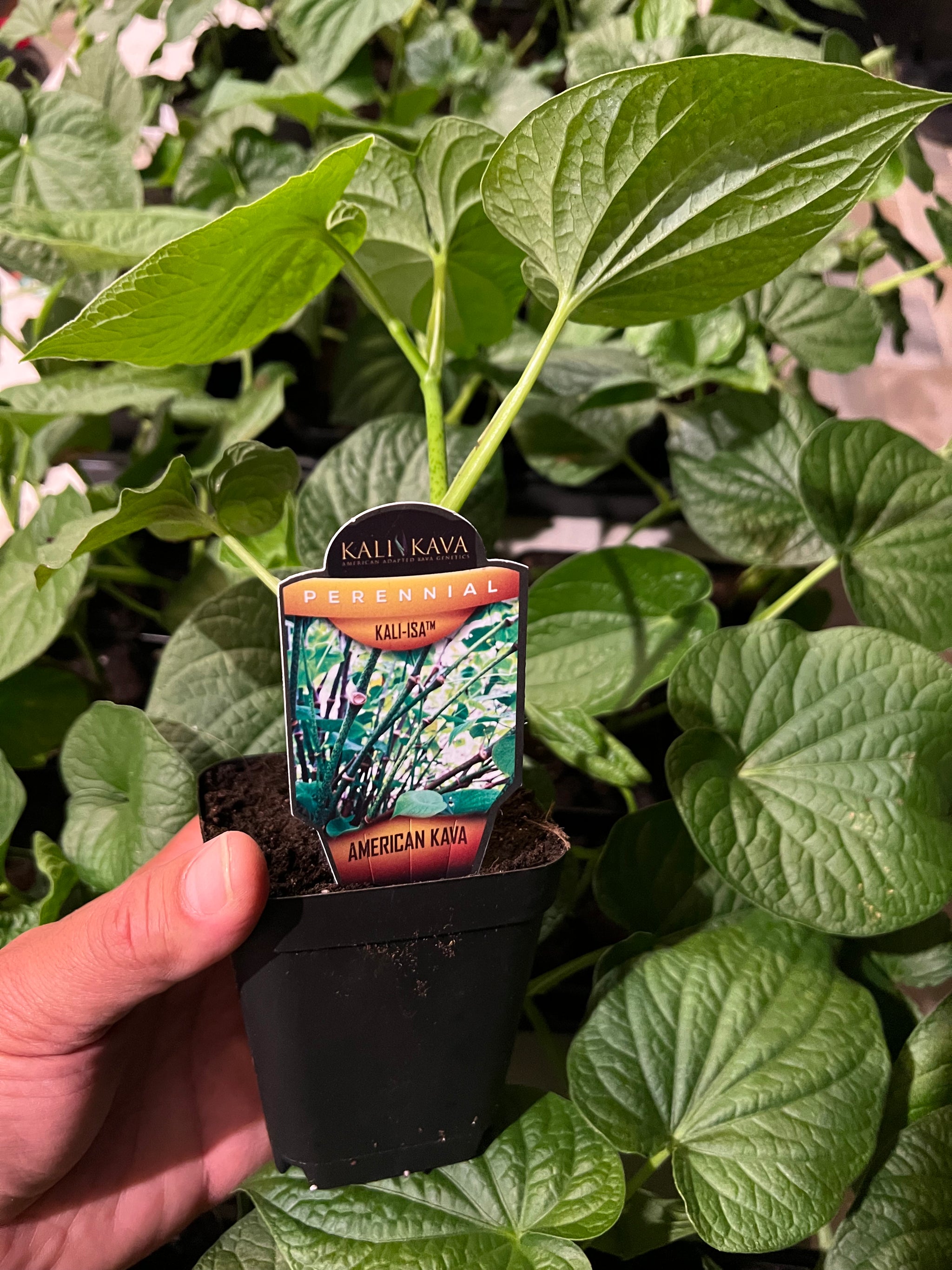 Kava Plant (Piper methysticum) – Kavafied