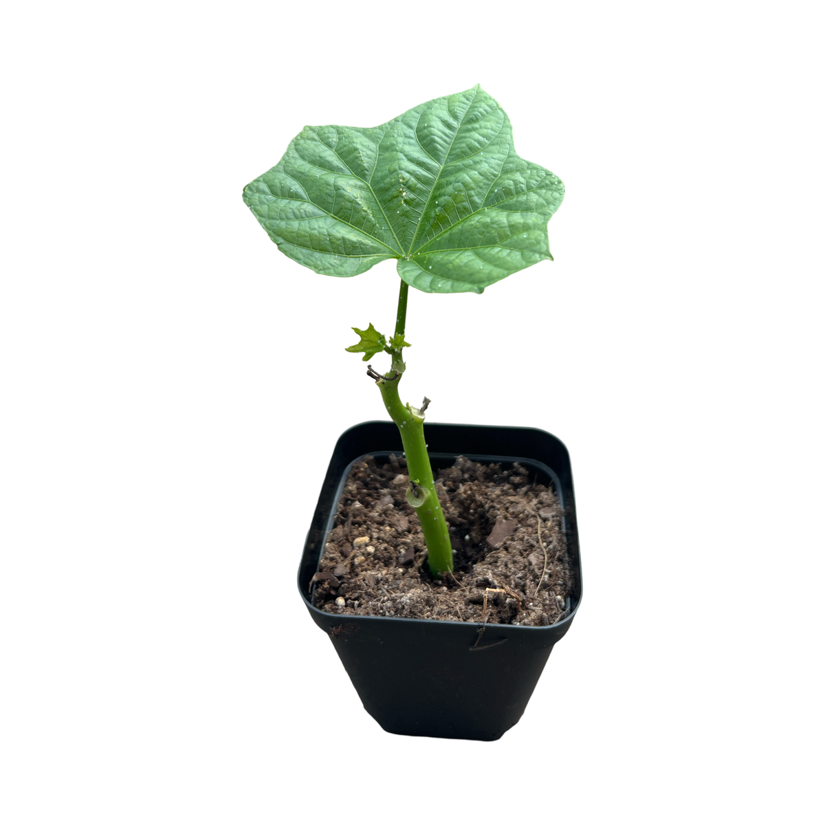 Tongan Pele (Edible Hibiscus) Plant – Kavafied