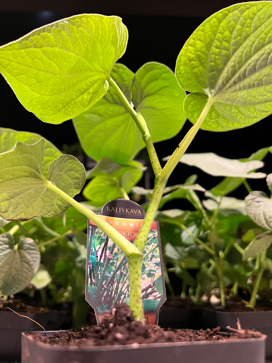 Kava Plant (Piper methysticum) – Kavafied