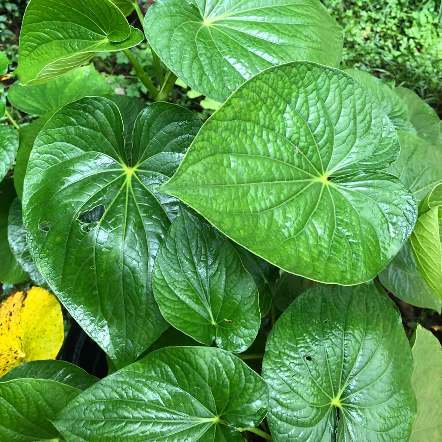 Kavafied - AluBall Kava Maker - Buy Kava Root Powder